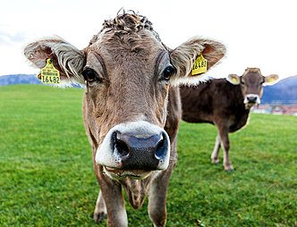 Milk and Testosterone: Dairy Products and Androgenic Hormones